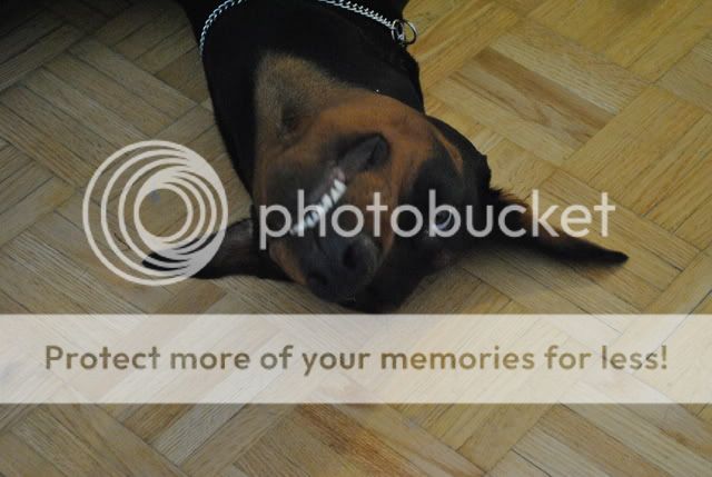 2012 Dobermantalk Calendar August Entries (Goofy Dobes) | Doberman ...