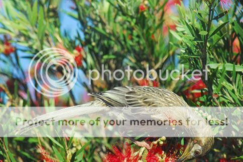 thanks windhover | BIRDS in BACKYARDS